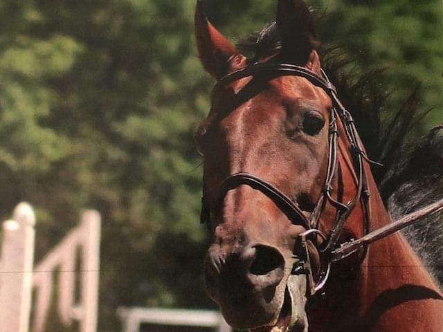 LIV Stables - Exceptional Horse Boarding and Riding Facility